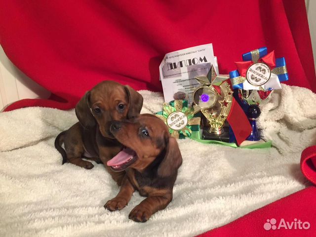 Щенки стандартной таксы