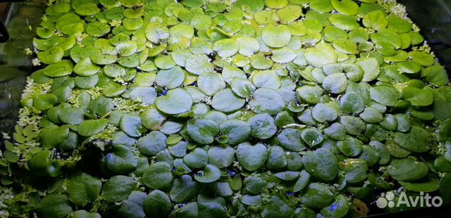 Пистия (водная капуста)