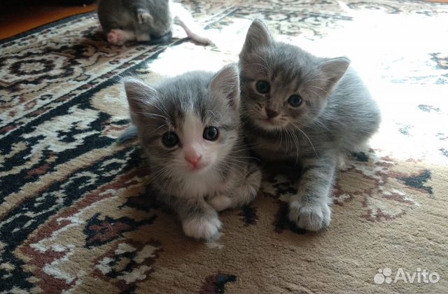 Отдадим милых, ласковых, пушистых комочков счастья