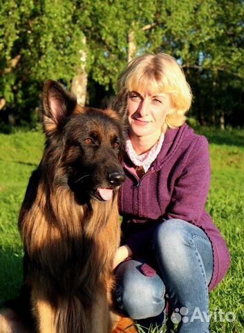 Немецкая овчарка 8 месяцев