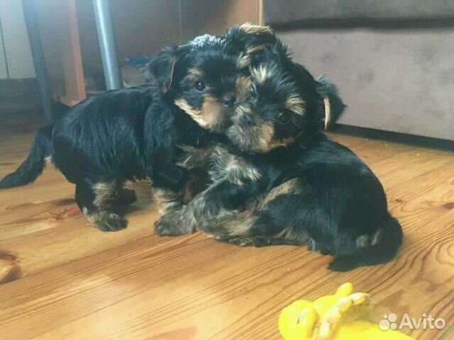 Две милахи Йорка