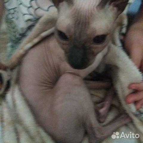 Отдам сфинкса