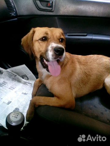 Собака Лика, 40 см в холке