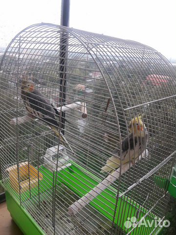 Пара попугаев