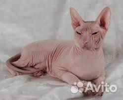 Донской сфинкс в добрые руки