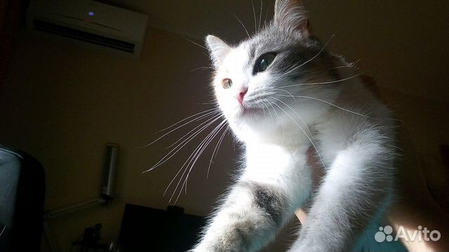 Кошечка Сьюзи