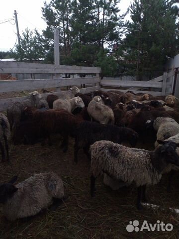 Баран на курбан