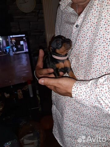 Продаётся щенок Карликового Добермана