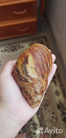 Archachatina marginata Ovum