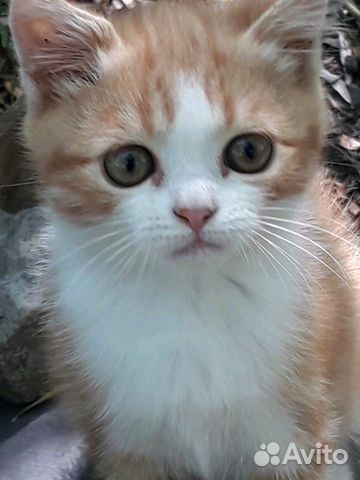 Пристраевается котик,подкидыш,доставка