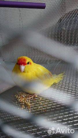 Попугай какарик