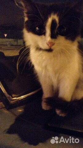 Котенок в добрые руки