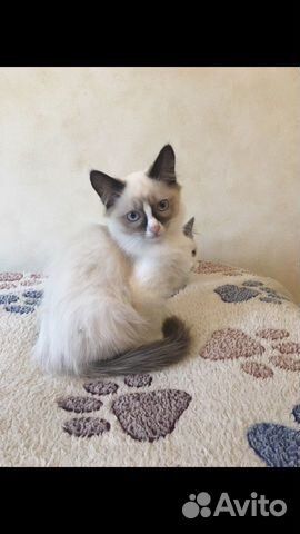 Милые кошечки