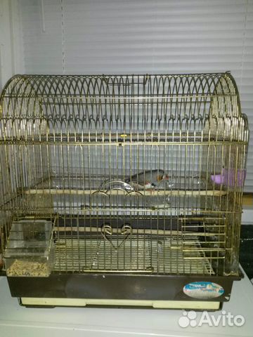 В дар птица