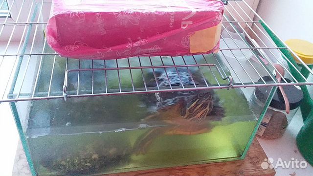 Красноухая черепаха