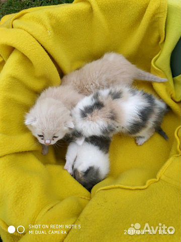 Котята в добрые руки