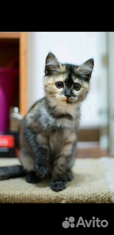 Котенок в добрые руки