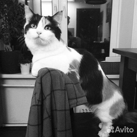 Кошка манчкин