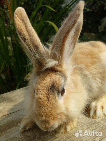 Декоративные крольчатки