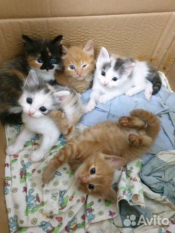 Котятки в добрые ручки
