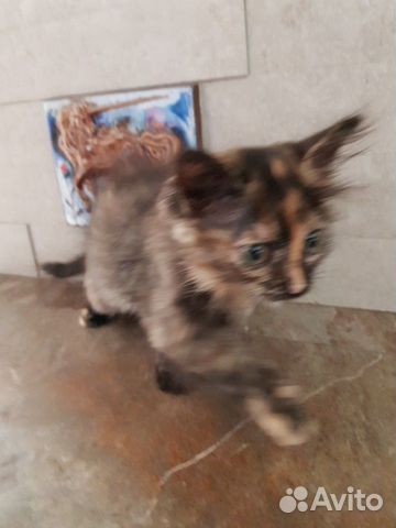 Котенок, кошечка