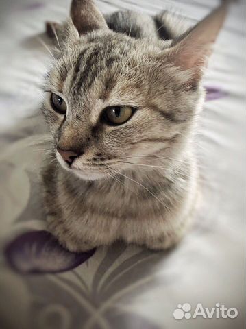 Кошечка в самые ответственные руки
