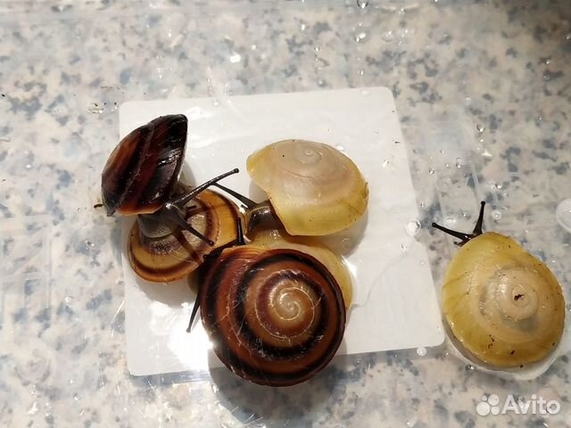 Улитки караколусы