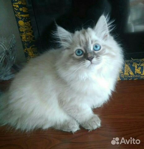 Котята невские маскарадные