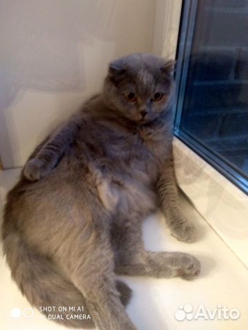 Кот Марсик