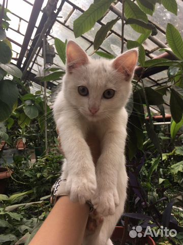 Белоснежная кошка и котята