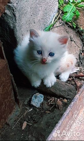 Котята ищут дом