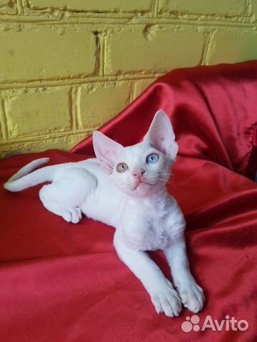 Разноглазый рексик