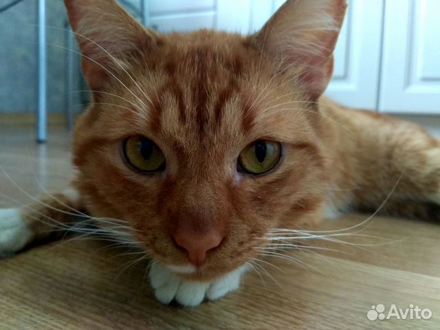Отдам в добрые руки рыжего кота-потеряшку