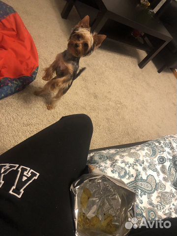 Пропала собака