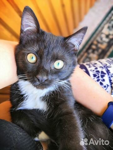 Ищем заботливых хозяев