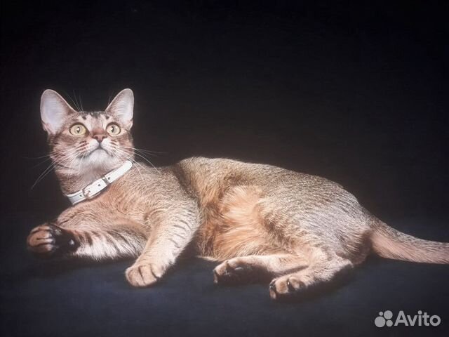 Молодая кошка редкой гибридной породы