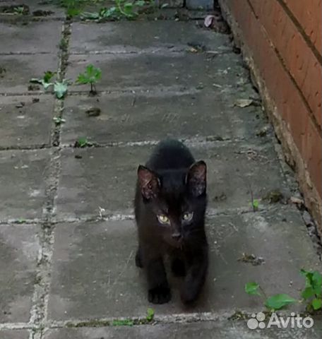 Котята бомбейский кошки(коты)