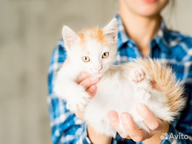 Классный веснушчатый котёнок, 2,5 месяца