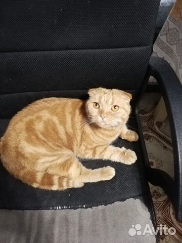 Кошечка шотландская вислоухая рыжая