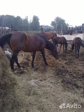 Лошади, коза дойная аренда продажа свинарника