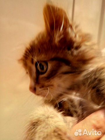 Котенок нежный