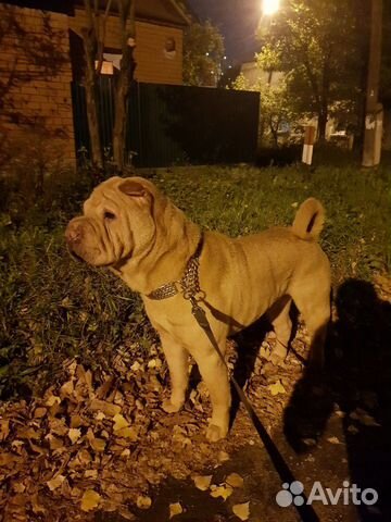 Плюшевый,симпатяшка, romzes ищет плюшевую даму для