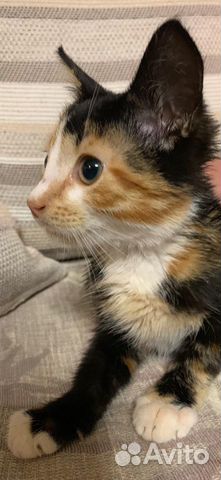 Разноцветный игривый котёнок ищет свой дом