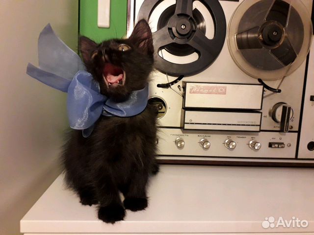 Зевака-забияка-целовака-обнимака