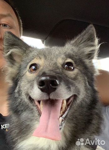 Герда, 1.5 года, 30-35 см