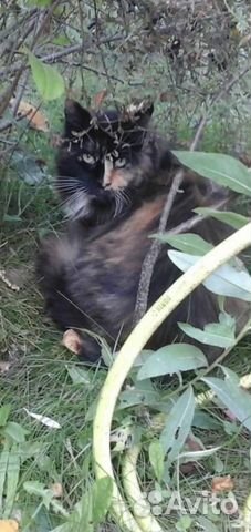 Кошка в брид