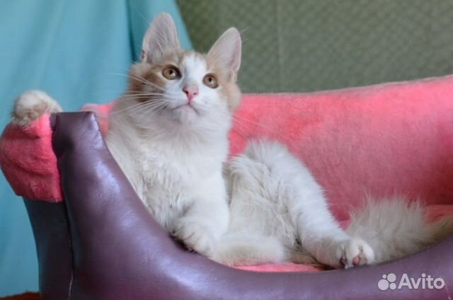 Очаровательный пушистик