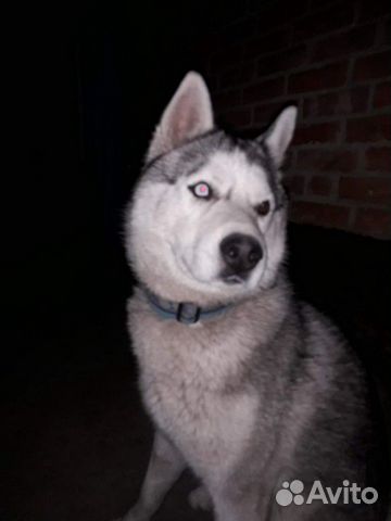 Продам хаски