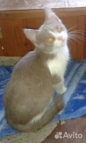 Котенок Пуся