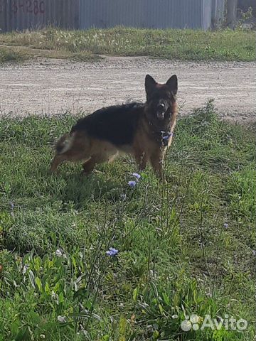 Кобель на взяку